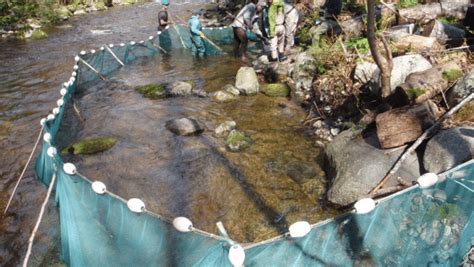 Advanced Fish Sampling Natural Resources Training Group