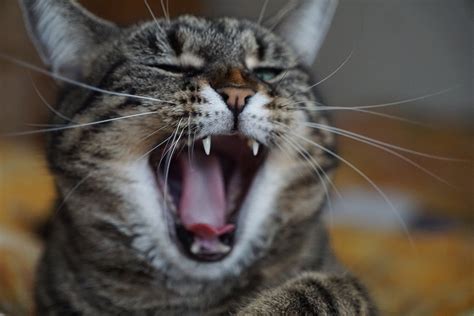 How To Tell If A Cat Is In Pain Vet Help Direct