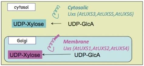 Schematic Representation Of The Sub Cellular Localization And Catalytic Download Scientific