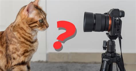 Nayez Pas Honte Regarder Des Vidéos De Chats Rend Plus Heureux Et