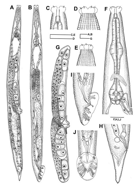 Pelodera Adeeli Sp Nov Paratypes Amu Zd Nc Slide No Download Scientific Diagram