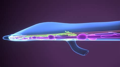 Planarian Flatworm 3d Model Cgtrader