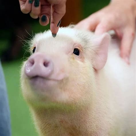 Mauricio Tabe Se Lanzó Contra Morena Por El Caso De Xóchitl Gálvez Y Así Respondió Victor Hugo