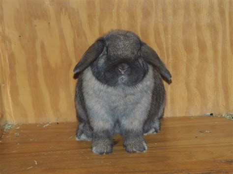 Holland Lops Fairy Tail Rabbitry