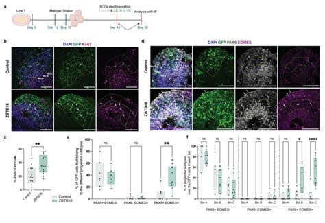 Zbtb16 Increases Pax6eomes Basal Progenitors In Human Cerebral