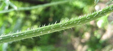 Discovering His Creation Queen Anne S Lace Daucus Carota