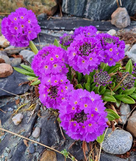 Happybloggno Vakkert Skremmende Og Stygg