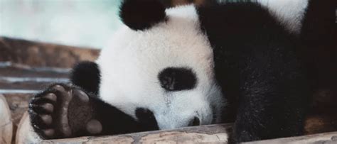 Python Pandas处理大数据的性能优化技巧 Deephub Segmentfault 思否