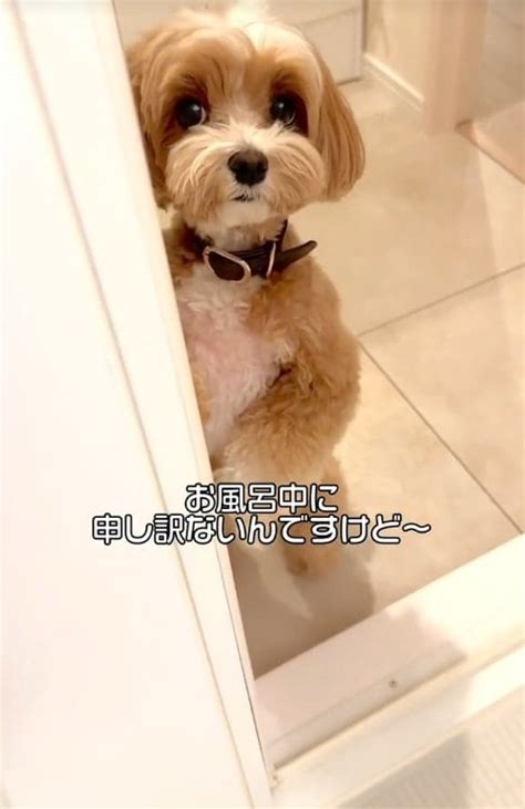 「おもちゃ投げてくだしゃい」お風呂中の飼い主をおもちゃ持参で待つワンちゃんがかわいい！いつものことなのか聞いてみた｜fnnプライムオンライン