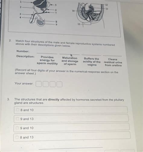 Solved 2 Male Reproductive System 1 2 Use The Following Chegg Com