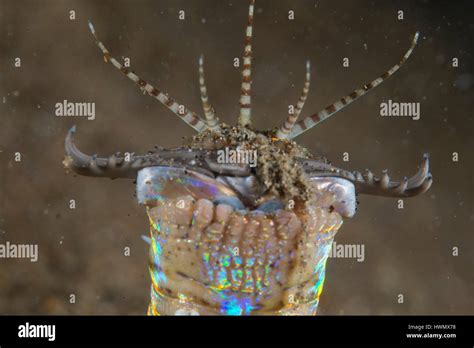 Jaws Of A Bobbit Worm Eunice Aphroditois Anilao Luzon Guimaras