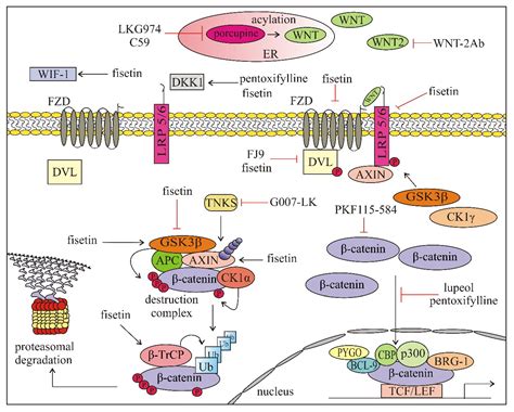 Ijms Free Full Text Wnt Signaling In Melanoma