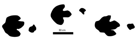 Solved B B∘sauropod Ornithopod Ceratopsian Or Ankylosaur