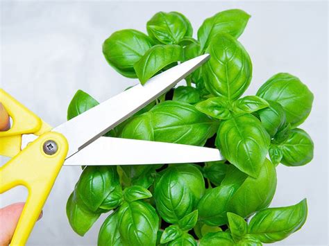 How To Store Fresh Basil With Key Tips