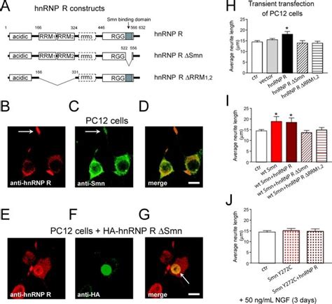 Hnrnp R Overexpression Increases Neurite Outgrowth A Schematic Download Scientific Diagram
