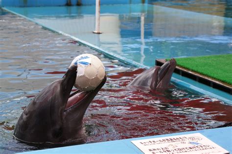 二見シーパラダイス イルカショーに魅せられて 楽天ブログ