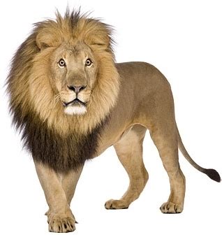Lion Picture Free Stock Photos In Image Format Size X