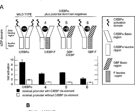 Figure 1 From Design Of A C Ebp Specific Dominant Negative Bzip