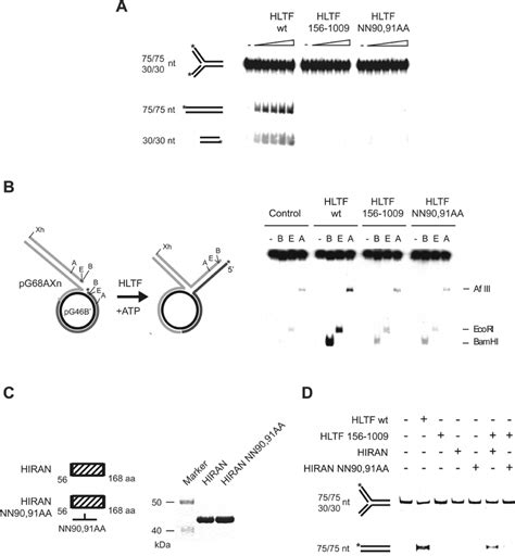 The Hiran Domain Is Necessary For Hltf Fork Regression Activity A