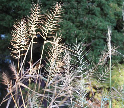 Bottlebrush Grass Johnsons Nursery Kb