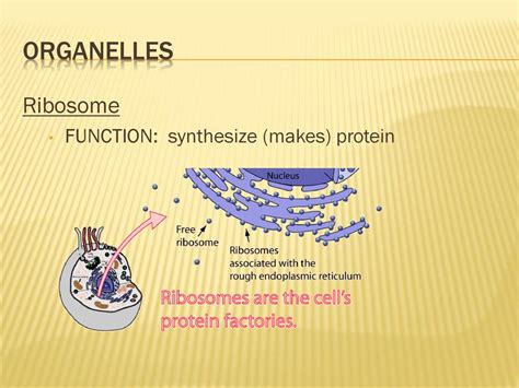 The Cell Ppt Download
