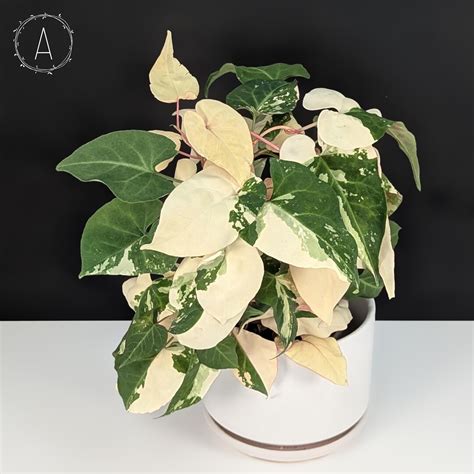 Fallopia Multiflora Variegated Reynoutria Multiflora High