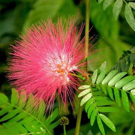 Natural Red Rain Tree Plant For Garden Packaging Type Carton Box At