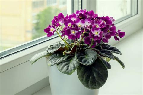 African Violets Light Requirements Guide The Practical Planter