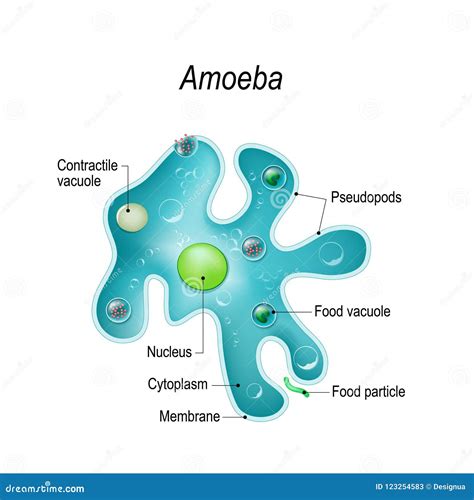 Pseudopods Stock Illustrations 35 Pseudopods Stock Illustrations Vectors And Clipart Dreamstime