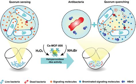 Schematic Illustration Of Ce‐mof‐808 For Antibacteria And Inhibiting
