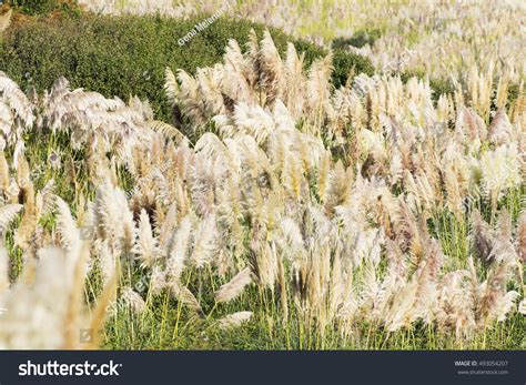 Pampas Grass Invasive At Johanna Engles Blog