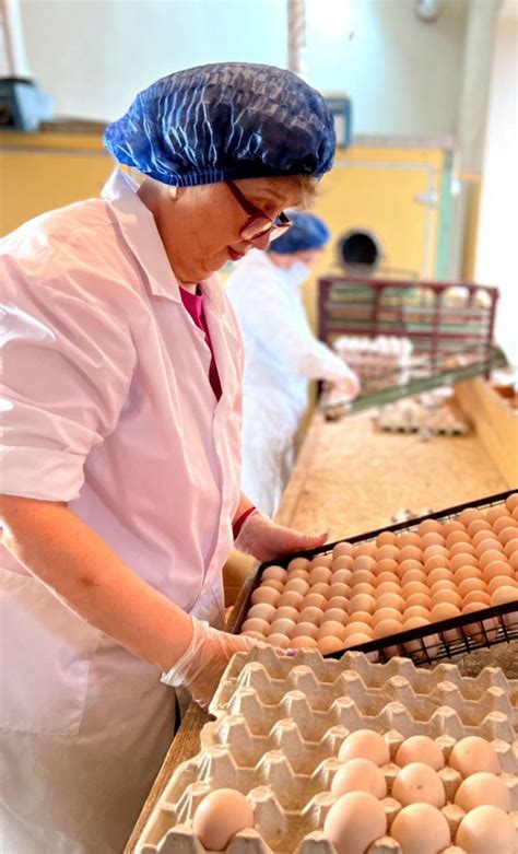 Купить цыплят в Оренбурге оптом цена от производителя Романовский