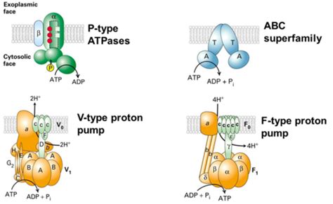 Biol 211 Lecture 7 Atp Powered Pumps Flashcards Quizlet