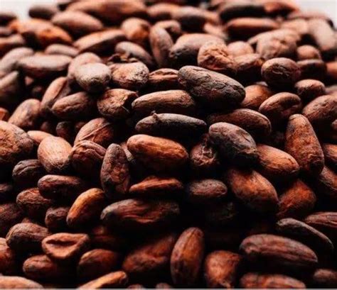 Cocoa Beans In West Godavari Andhra Pradesh Get Latest Price From