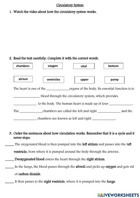 Circulatory System Interactive Worksheet For 5th