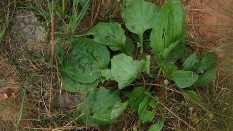 Broadleaf Plantain Nc State Extension