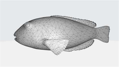 Orange Dotted Tuskfish 3d Model Turbosquid 2294965