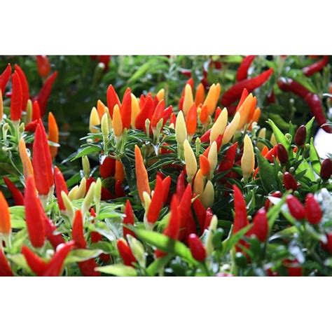 Jual 30 Biji Benih Biji Cabe Rawit Super Shopee Indonesia