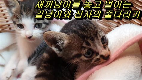 내가 아기 길고양이를 육아하게된 사연장군이와장갑이1 Youtube