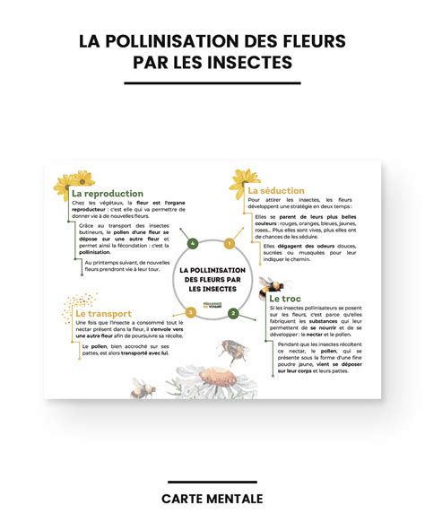 La Pollinisation Des Fleurs Par Les Insectes Pédagogie Du Vivant