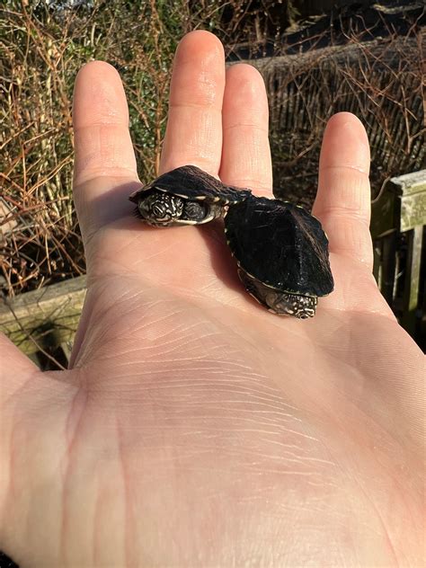 African Keeled Mud Turtle Babies For Sale American Reptile Distributors