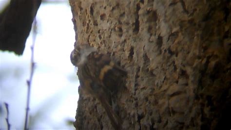 Treecreeper YouTube