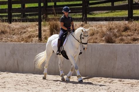 Schoolmaster Program — Zoë Vorenas Dressage
