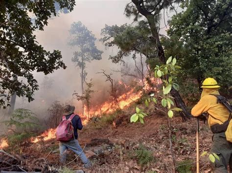 Por Incendios En Michoacán Afectadas 7 Mil Hectáreas Más Que En El