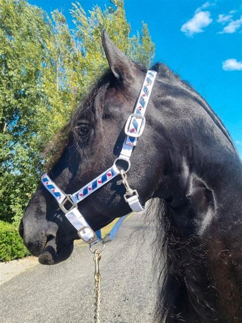 Halster Fries Gevoerd Ruitershop Burgwerd