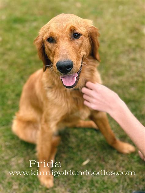 Frida And Her Pups River Falls Wi Kinnickinnic Goldendoodles