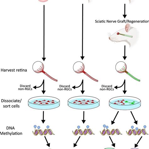 Overview Of The Experimental Design A Visual Flowchart Depicts The Download Scientific Diagram