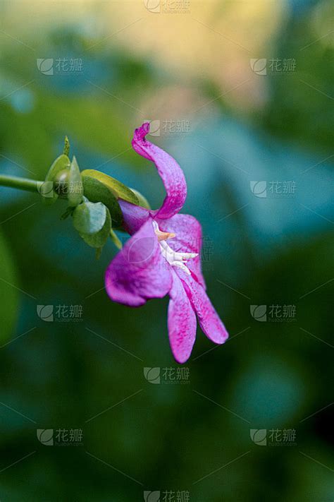 柠檬水， 利莫尼亚， 粉红拉维尼亚， 拉维尼亚斑点