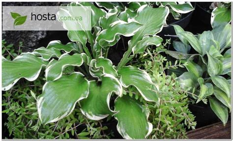 Hosta.com.ua. Хосты в горшках и почвопокровники - совместное выращивание