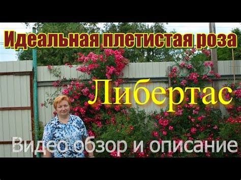 Видео обзор и описание плетистой розы Либертас - Libertas (Tantau 2016)